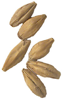 2 L German Carafoam Malt